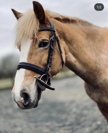 13.2 haflinger cross for sale For Sale in Liverpool | Preloved