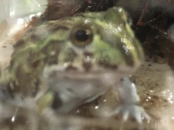 GIANT GREEN AFRICAN BULLFROG CB BABIES For Sale in Old Windsor ...