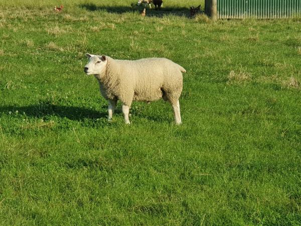 texel tup lambs For Sale in York, Yorkshire | Preloved