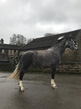 Dapple Grey Irish Draught x W.B Filly Rising 4 years For Sale in ...