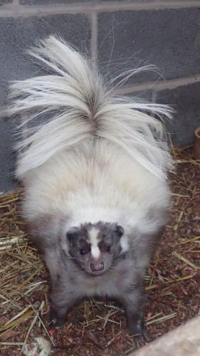 Male lavender skunk 2 years old For Sale in Chesterfield, Derbyshire ...