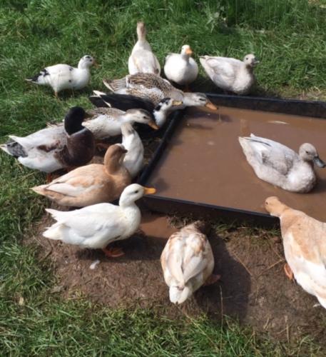 Call Ducks SOLD For Sale in Worcester, Worcestershire | Preloved