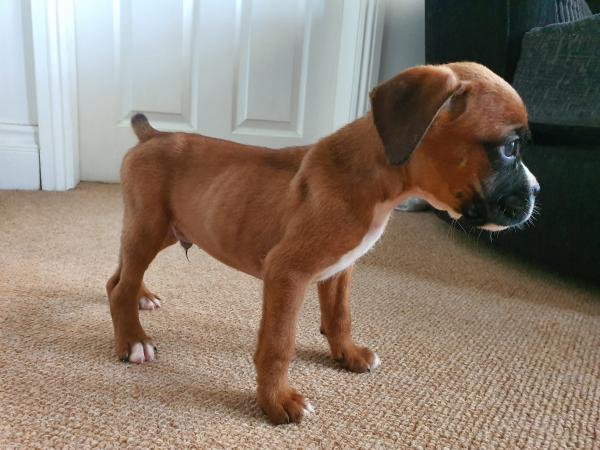 bobtail and tailed Boxer Puppies For Sale in Ashby Scunthorpe, North ...