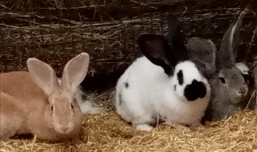 giant rabbits For Sale in Abbotsley, Cambridgeshire | Preloved