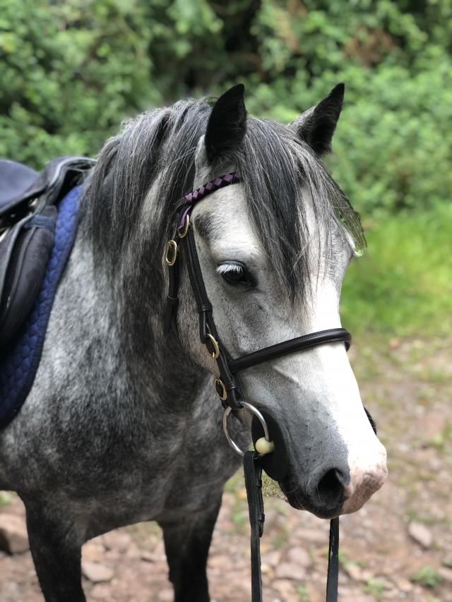 12HH DAPPLE GREY GELDING - 5 YEARS For Sale in Watchet, Somerset | Preloved