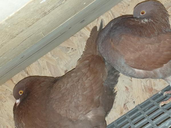 holle cropper pair For Sale in Birmingham, West Midlands | Preloved