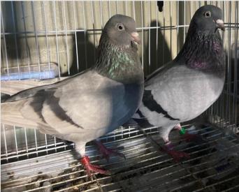Tippler Pigeon for sale in UK | 18 used Tippler Pigeons