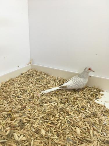 Birds for sale For Sale in Biddulph, Stoke On Trent | Preloved