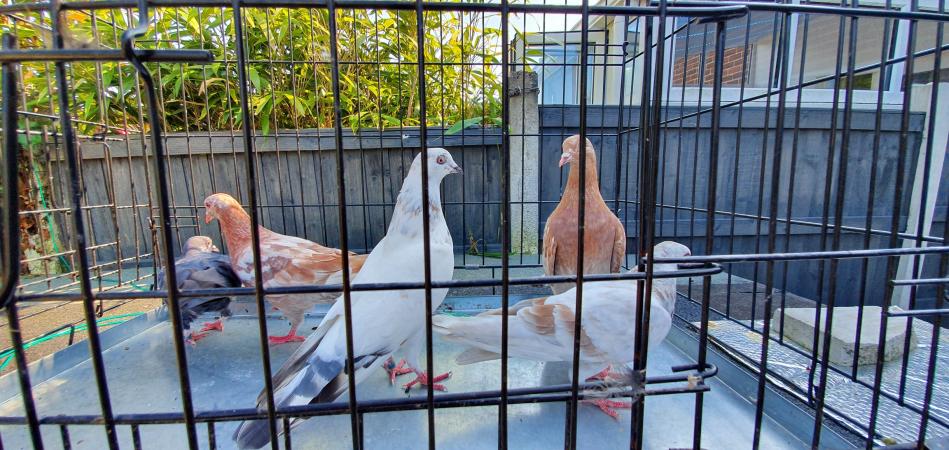 High flyer pigeons For Sale in Wigan, Lancs | Preloved