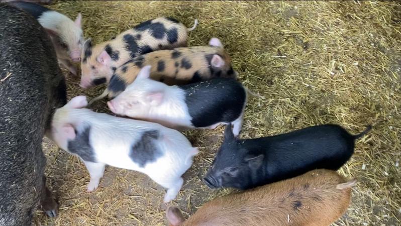 Beautiful and Totally Genuine Mini Pigs For Sale in Llanwrda ...