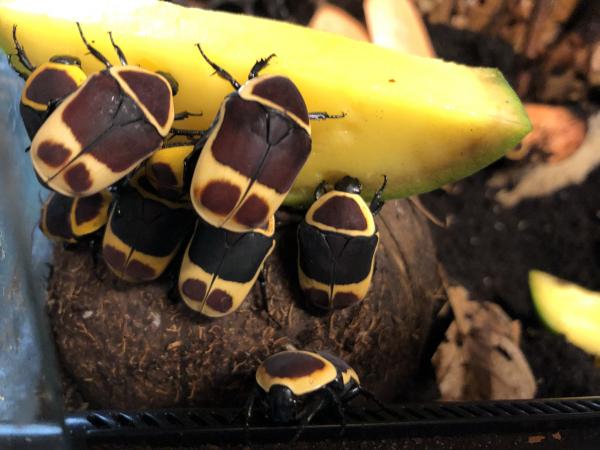 Sun beetles Pachnoda marginata £3.50 For Sale in Totnes, Devon | Preloved