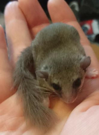 African Pygmy Mice (Micro-squirrel) For Sale in Peterlee, County Durham ...