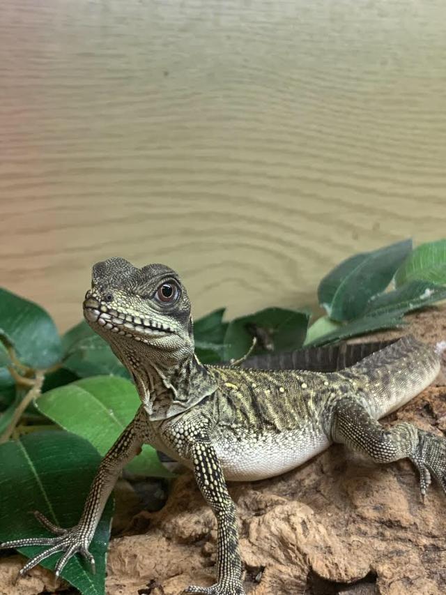 Juvenile Indonesian Sailfin Dragons For Sale in Hardwick ...