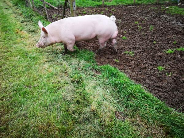 pedigree Large White Boar For Sale in Narberth, Pembrokeshire | Preloved