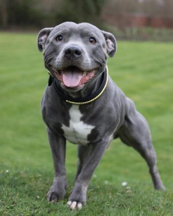 blue staffies - Dogs & Puppies, Rehome Buy and Sell | Preloved