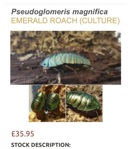 Emerald cockroaches ( Pseudoglomeris magnifica ) For Sale in West ...