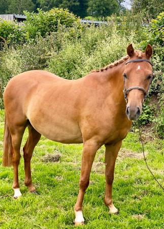 British Riding Pony For Sale in Launceston, Cornwall | Preloved