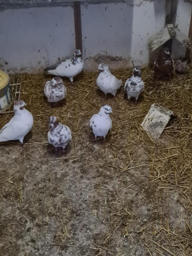 20 macclesfield high flyer tippler pigeons For Sale in Sheffield | Preloved