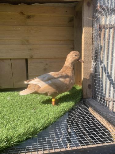 Apricot call ducks For Sale in Brecon, Powys | Preloved