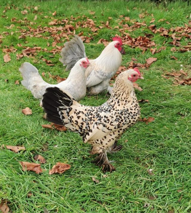 Booted/Sablepoot Bantam Hatching Eggs For Sale in Leominster ...