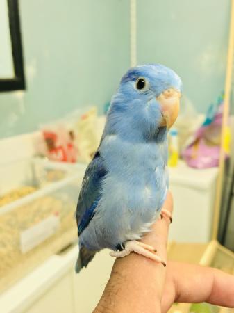 Baby blue Parrotlet talking parrot For Sale in Nottingham | Preloved