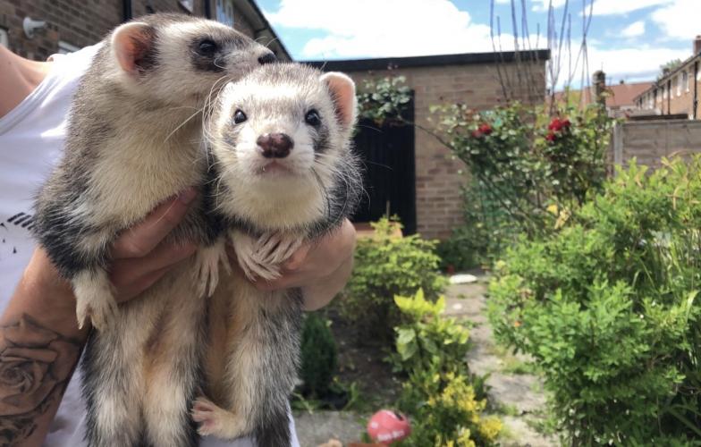 Ferrets For Sale in Wigan, Lancashire | Preloved