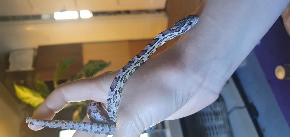 Juvenile corn snake For Sale in Goodwick, Pembrokeshire | Preloved