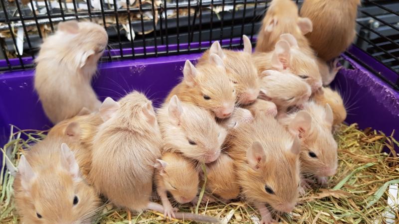 Readvertised.degu pups ...different ages.brown..pied..sandy. For Sale ...