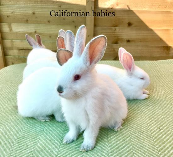 Californian rabbits For Sale in Truro, Cornwall | Preloved