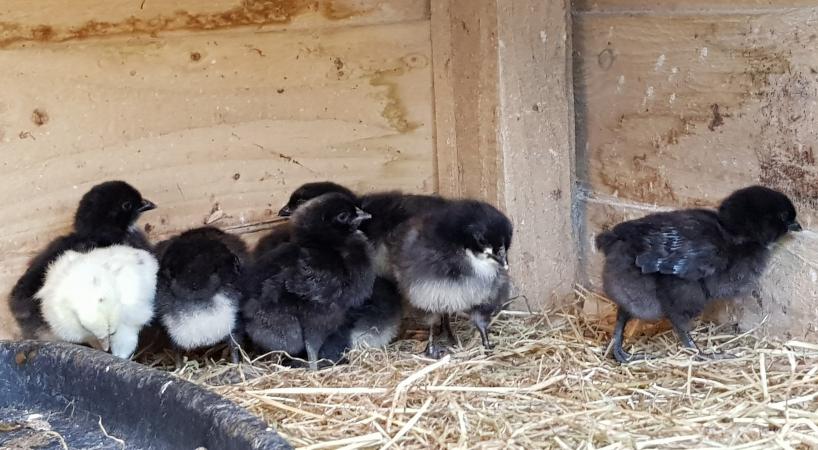 *RARE* JERSEY GIANT CHICKEN HATCHING EGGS For Sale in Wrexham | Preloved