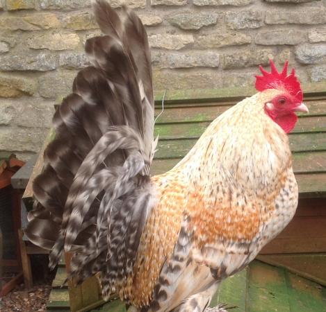 Sablepoots (Booted Bantam) Hatching eggs (& chicks) For Sale in ...