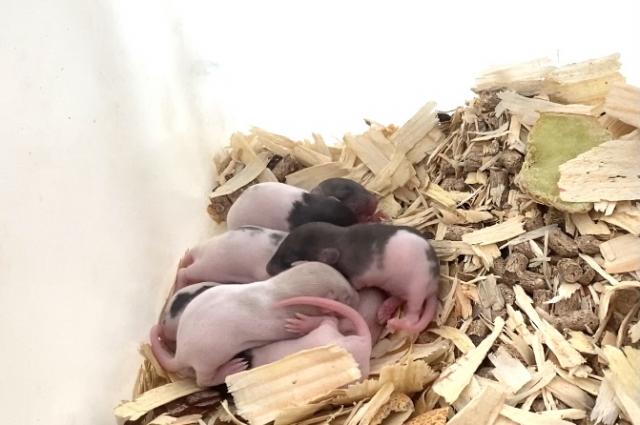 Baby fancy rats for sale male and female. For Sale in Knottingley ...