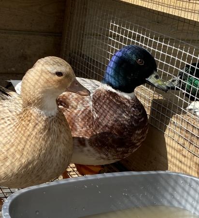 Black Bibbed Call Duck Hatching Eggs For Sale in Cowbridge, Vale Of ...