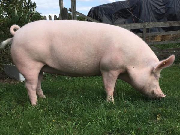 Large white pigs For Sale in Turriff, Aberdeenshire | Preloved