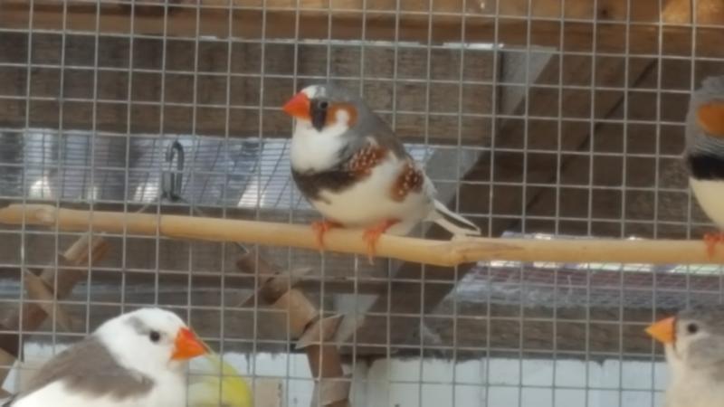 pied zebra finches Wanted in Braunstone, Leicester | Preloved