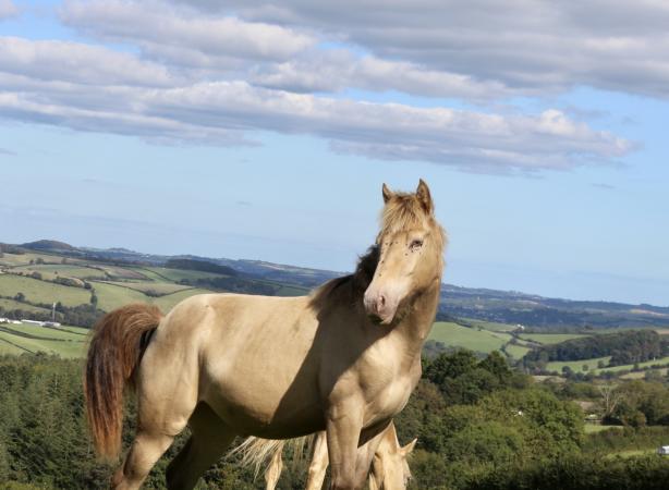 Classic Champagne Filly Cob x QH For Sale in Buckfastleigh, Devon ...