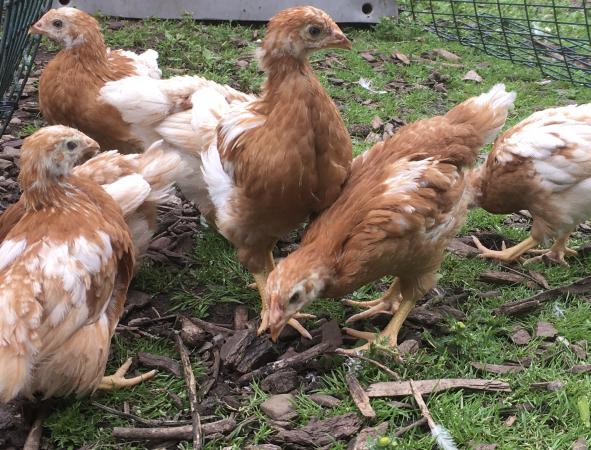 Young Hybrid Chickens (Hyline Brown) Hens (LAST FEW) For Sale in ...