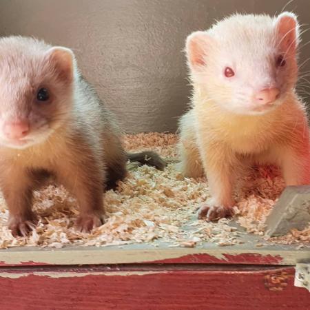albino castrated hob ferret chase ferret rescue For Sale in Rugeley ...