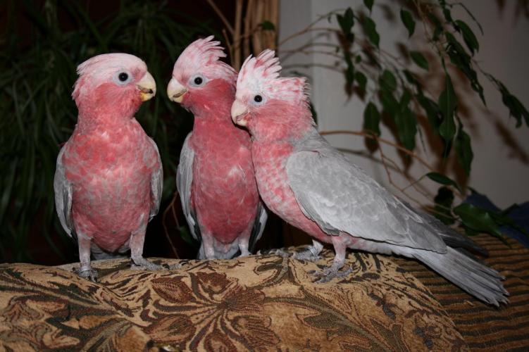galah cockatoo talking parrots For Sale in Hayes, London | Preloved
