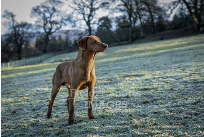 Dark Fox Red Labrador Stud Dog For Stud in Llangollen, Denbighshire ...