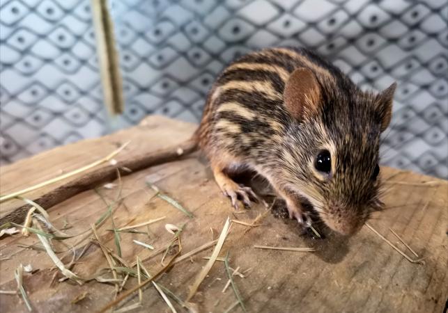 Zebra Mice For Sale For Sale in Northampton, County (Optional) | Preloved