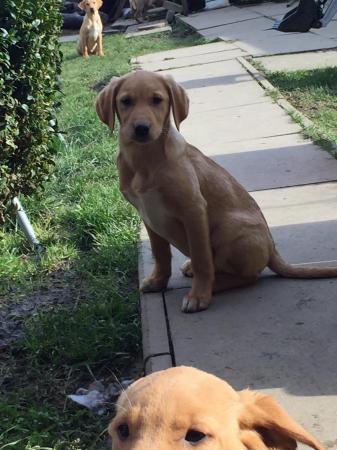 Pointerdor Puppies For Sale in Shrewsbury, Shropshire | Preloved