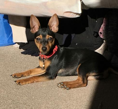 Jack Russell x miniature pinscher pups For Sale in Rotherham, South ...