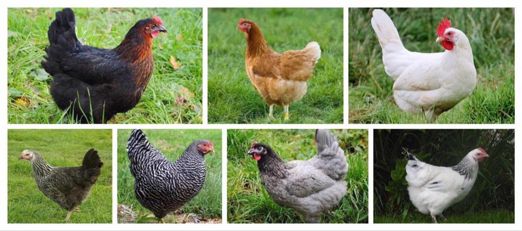 Chickens for sale For Sale in Wrexham, Flintshire | Preloved