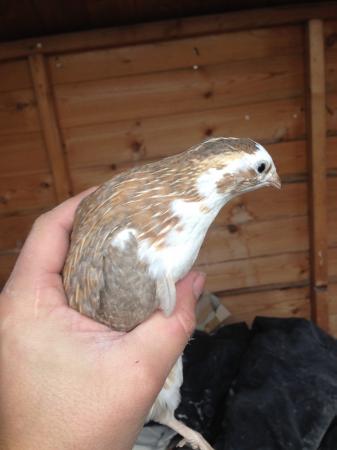 Golden tuxedo Japanese quail £7.50 For Sale in Uttoxeter, Staffordshire ...