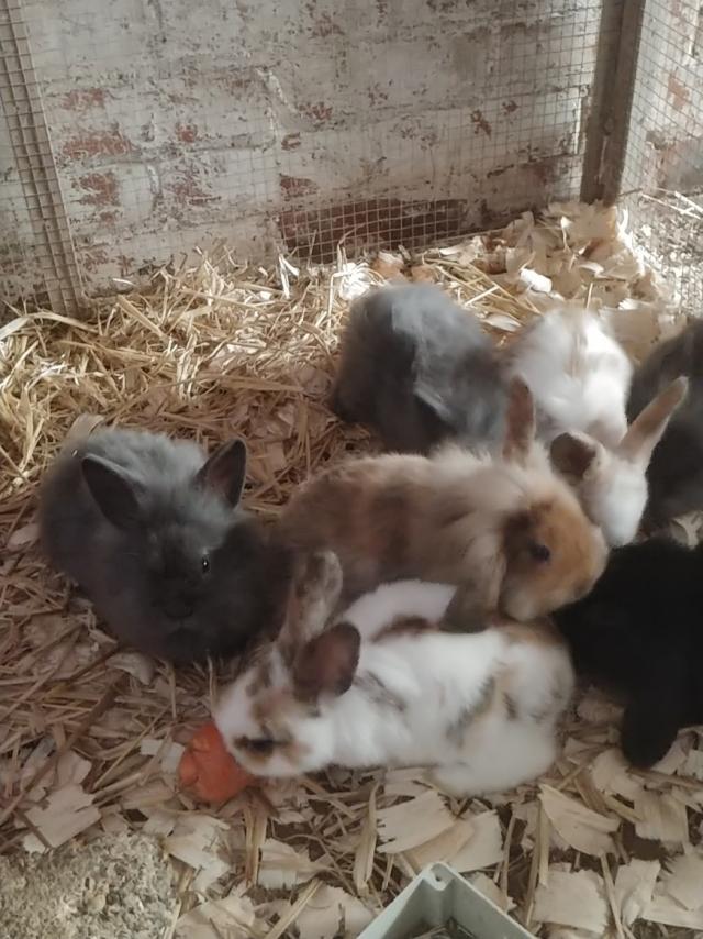 Lionhead cross lop eared rabbits 3 months old For Sale in Weasenham ...