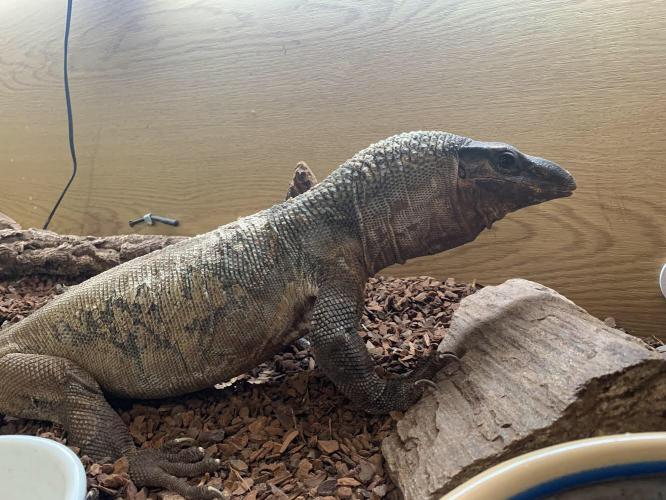 Black RoughNeck Monitor Lizard (Varanus Rudicollis) For Sale in ...