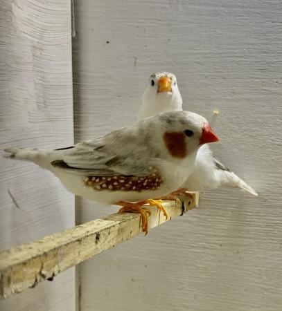 STUNNING PENGUIN ZEBRA FINCH PAIR For Sale in Coventry, Warwickshire ...