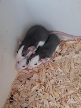 Beautiful Baby Dumbo Rats For Sale in Wigan, Greater Manchester | Preloved