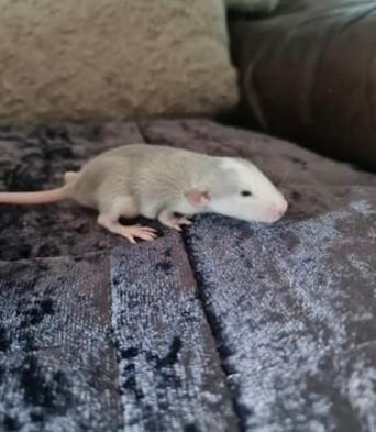 dumbo rats - Rodents, For Sale | Preloved